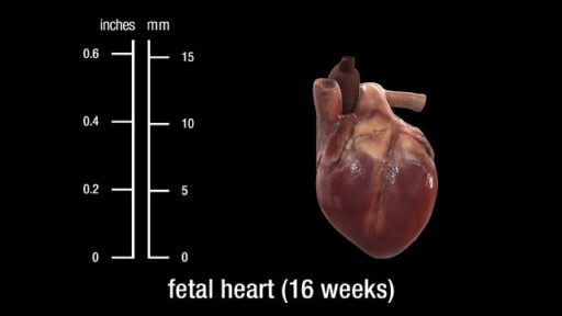 The human heart: embryonic, fetal, and adult - Education Resource Fund