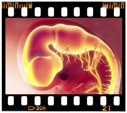 Week 5 – Embryonic & Fetal Video Clips - Education Resource Fund