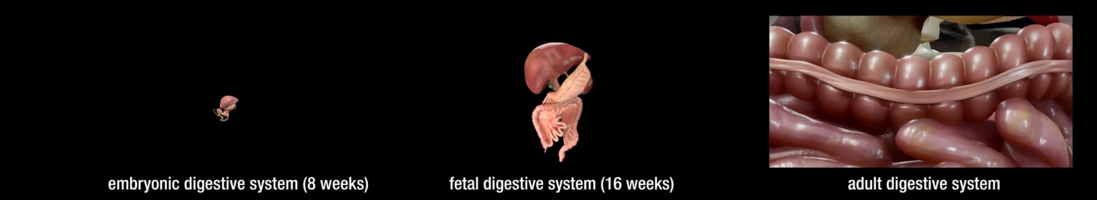 The human digestive system: embryonic, fetal, and adult - Education ...